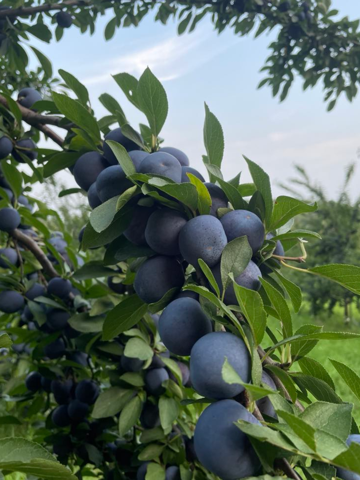 Orchard and Pick-your-own – labontedelapomme
