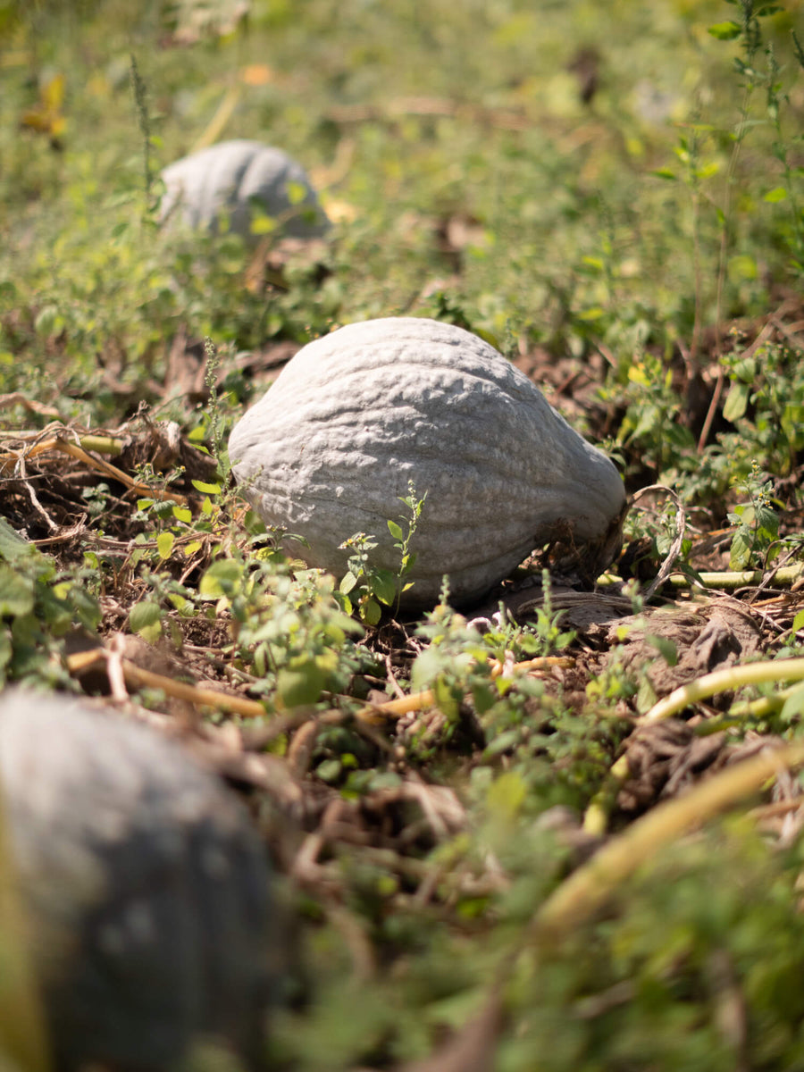 Courge Hubbard – labontedelapomme