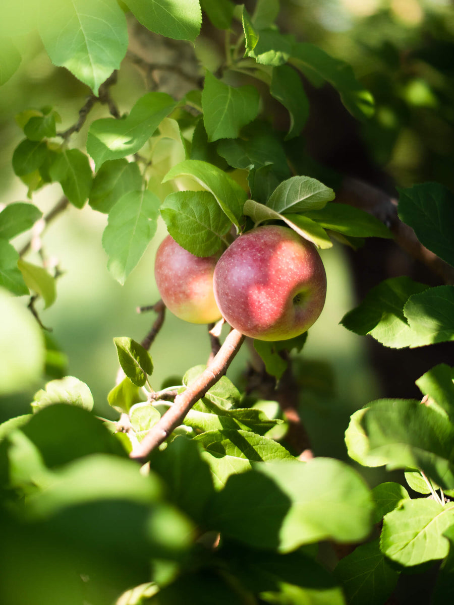 Lobo apple – labontedelapomme