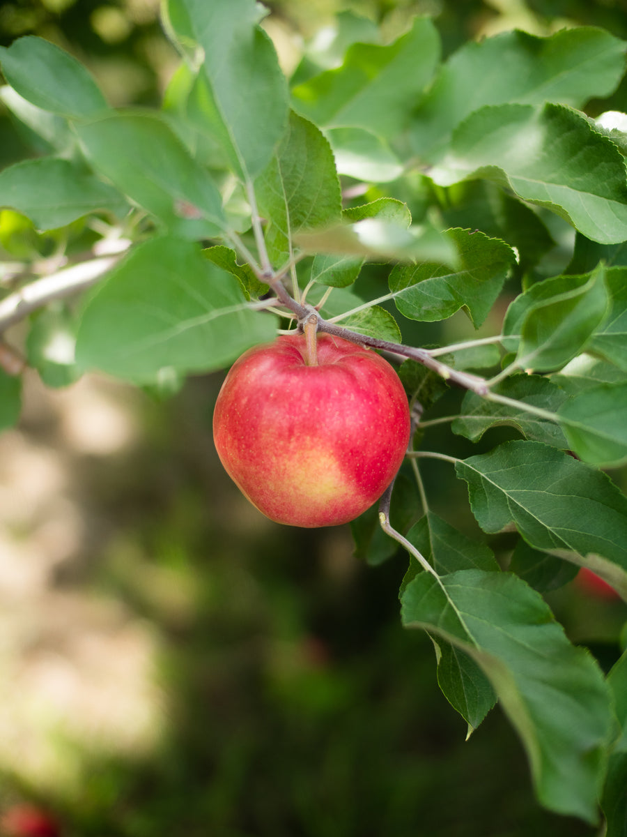 Pomme Sunrise – labontedelapomme