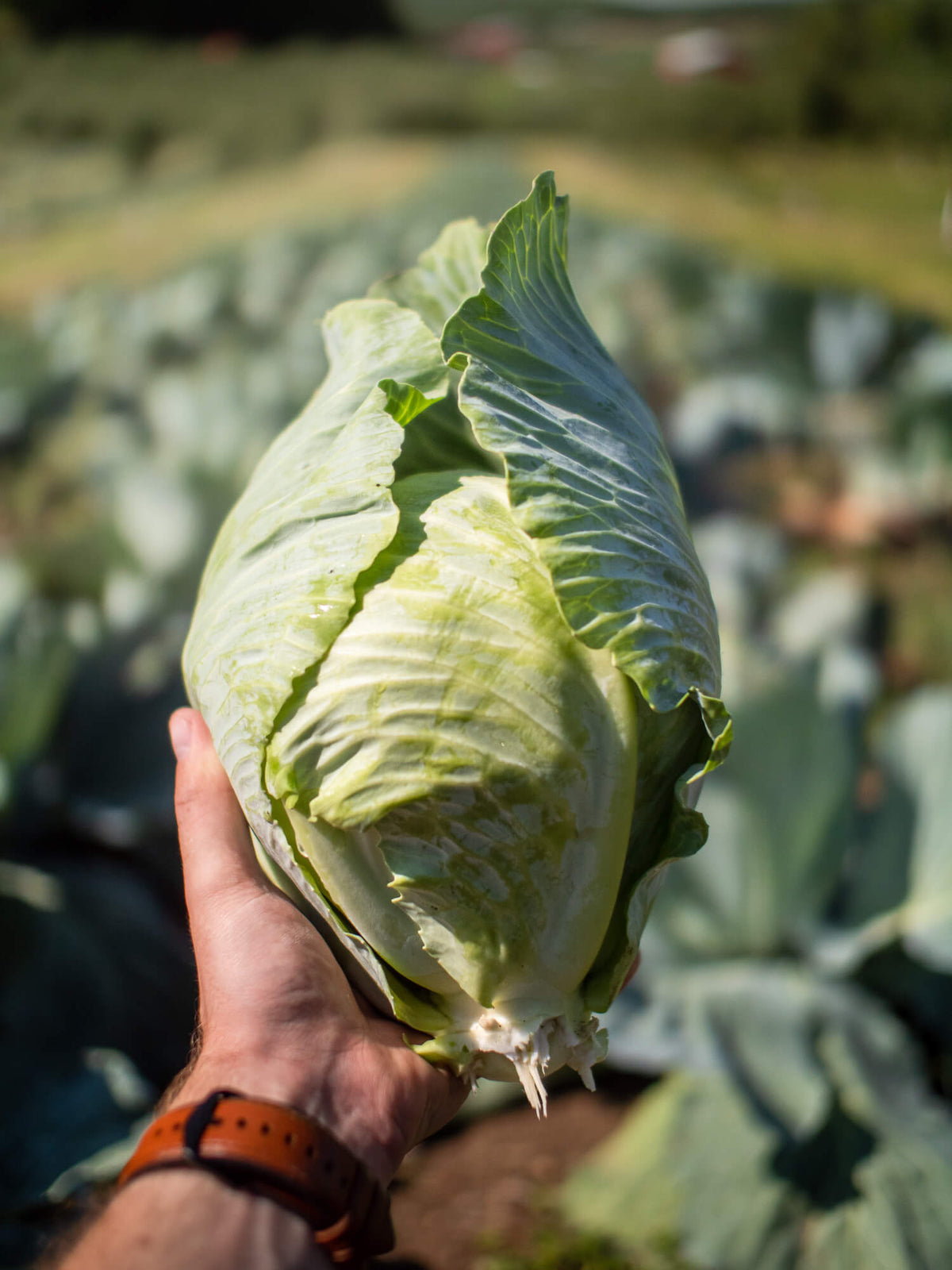 Orchard and Pick-your-own – labontedelapomme